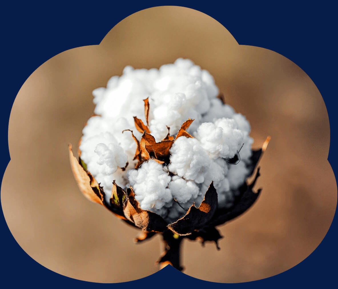 U.S. Cotton – The Cotton the World Trusts | COTTON USA