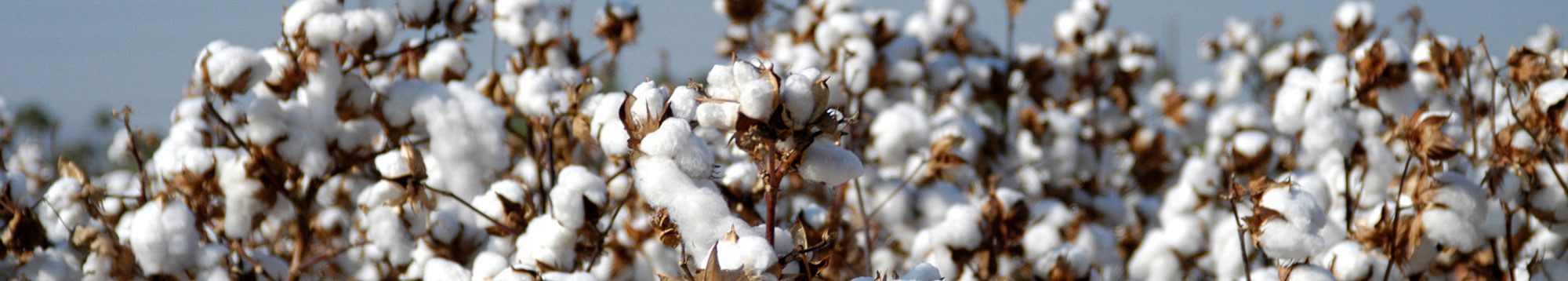 COTTON USA - Contact Us | COTTON USA